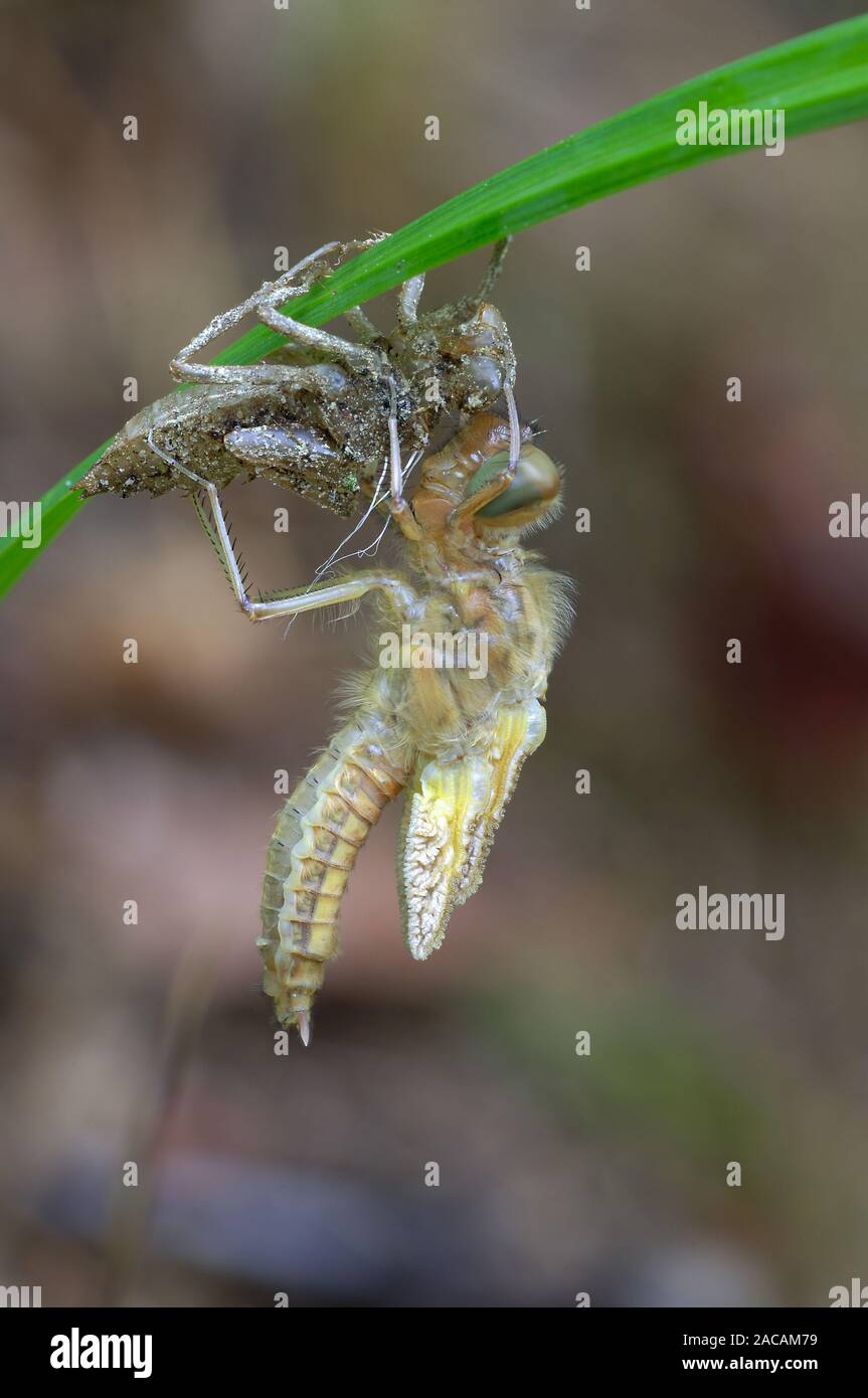 Dragonfly hatches from larva, tip spot, libellula fulva Stock Photo - Alamy