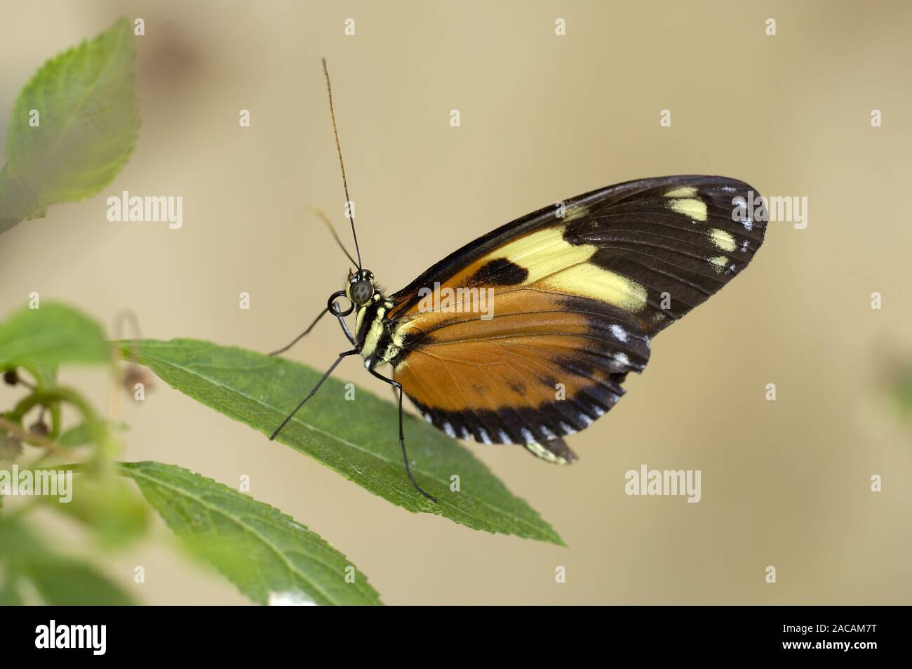 Faler hi-res stock photography and images - Alamy