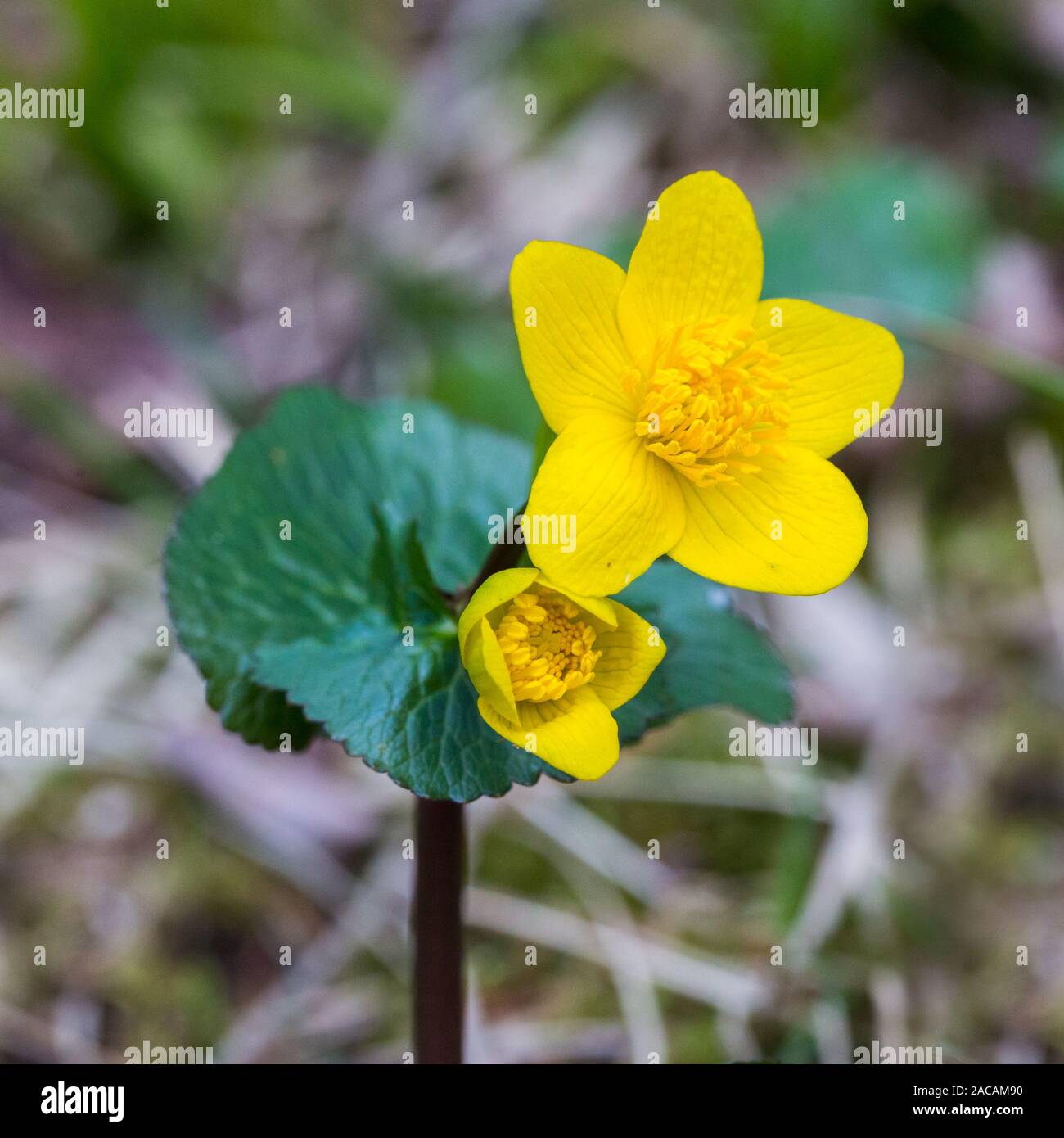 Kingcup in flower hi-res stock photography and images - Alamy