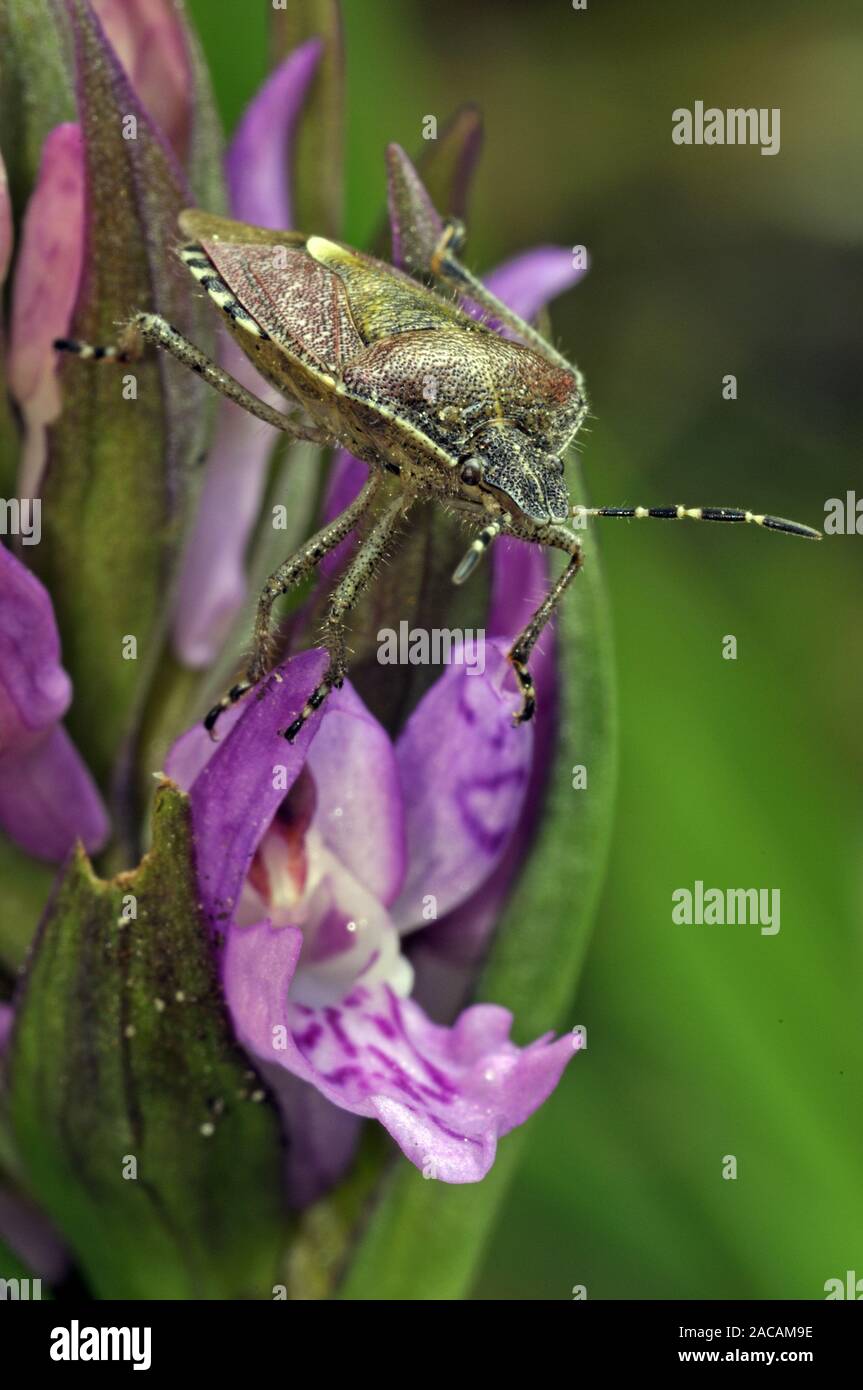 Berry bug hi-res stock photography and images - Alamy
