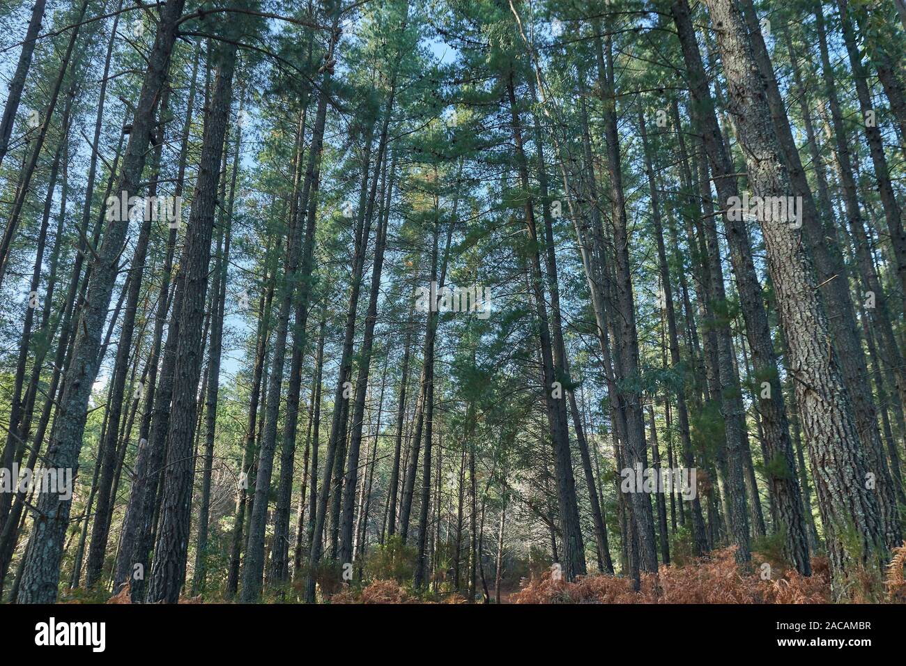 Big pines hi-res stock photography and images - Alamy