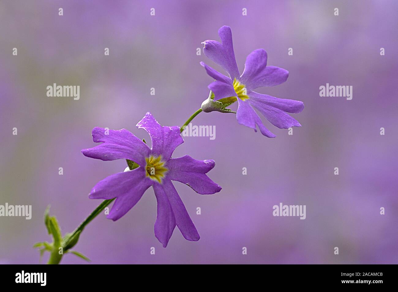 Sycopsis sinensis hi-res stock photography and images - Alamy