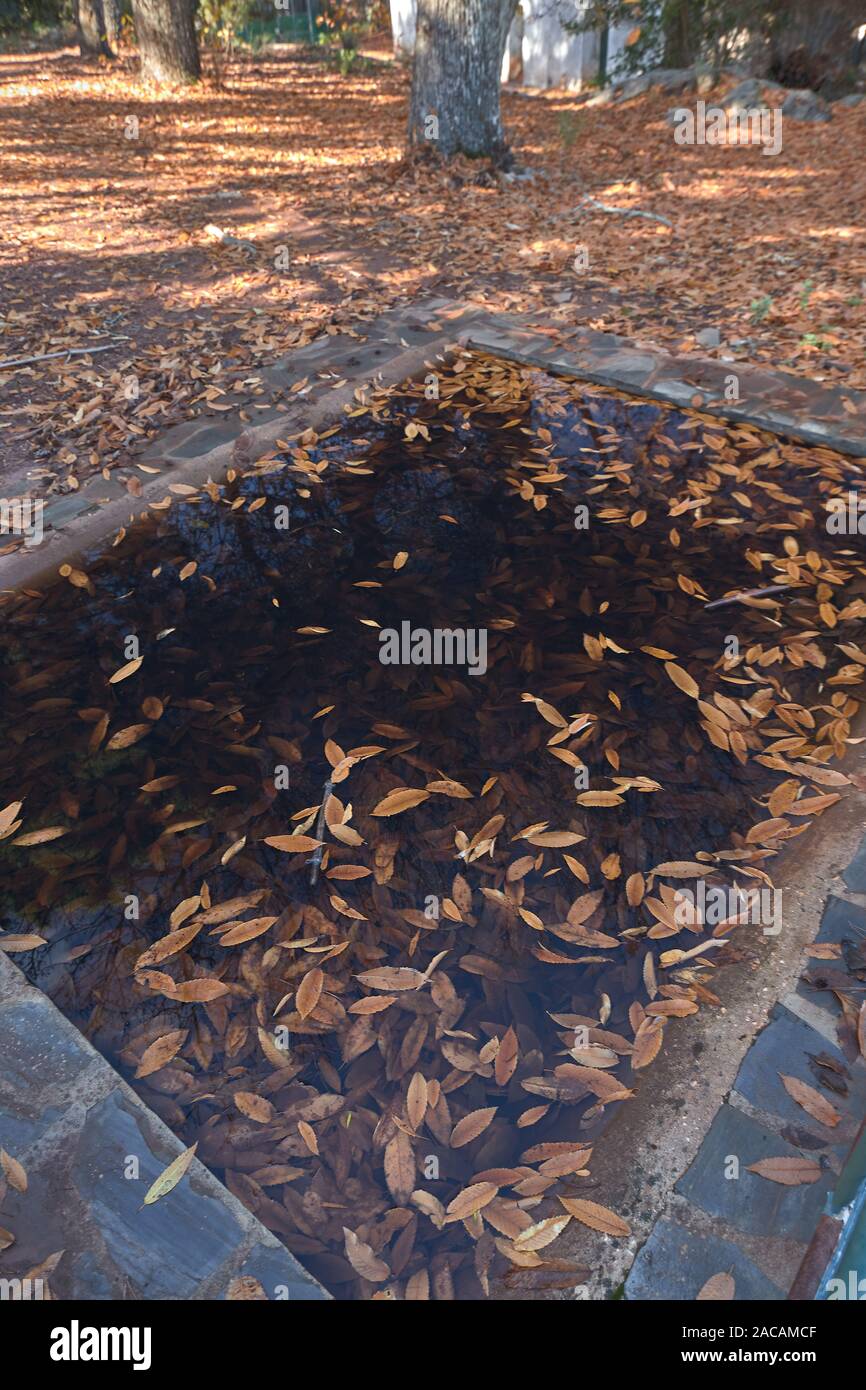 pool with autumn leaves Stock Photo - Alamy