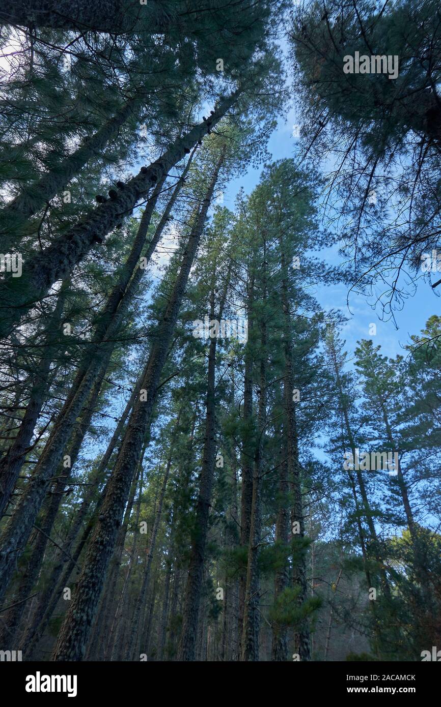 Big pines hi-res stock photography and images - Alamy