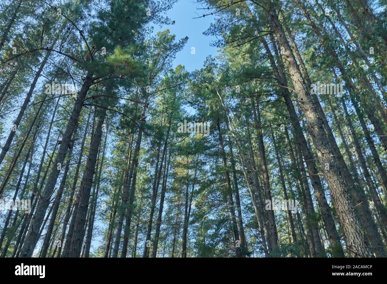 Big pines hi-res stock photography and images - Alamy