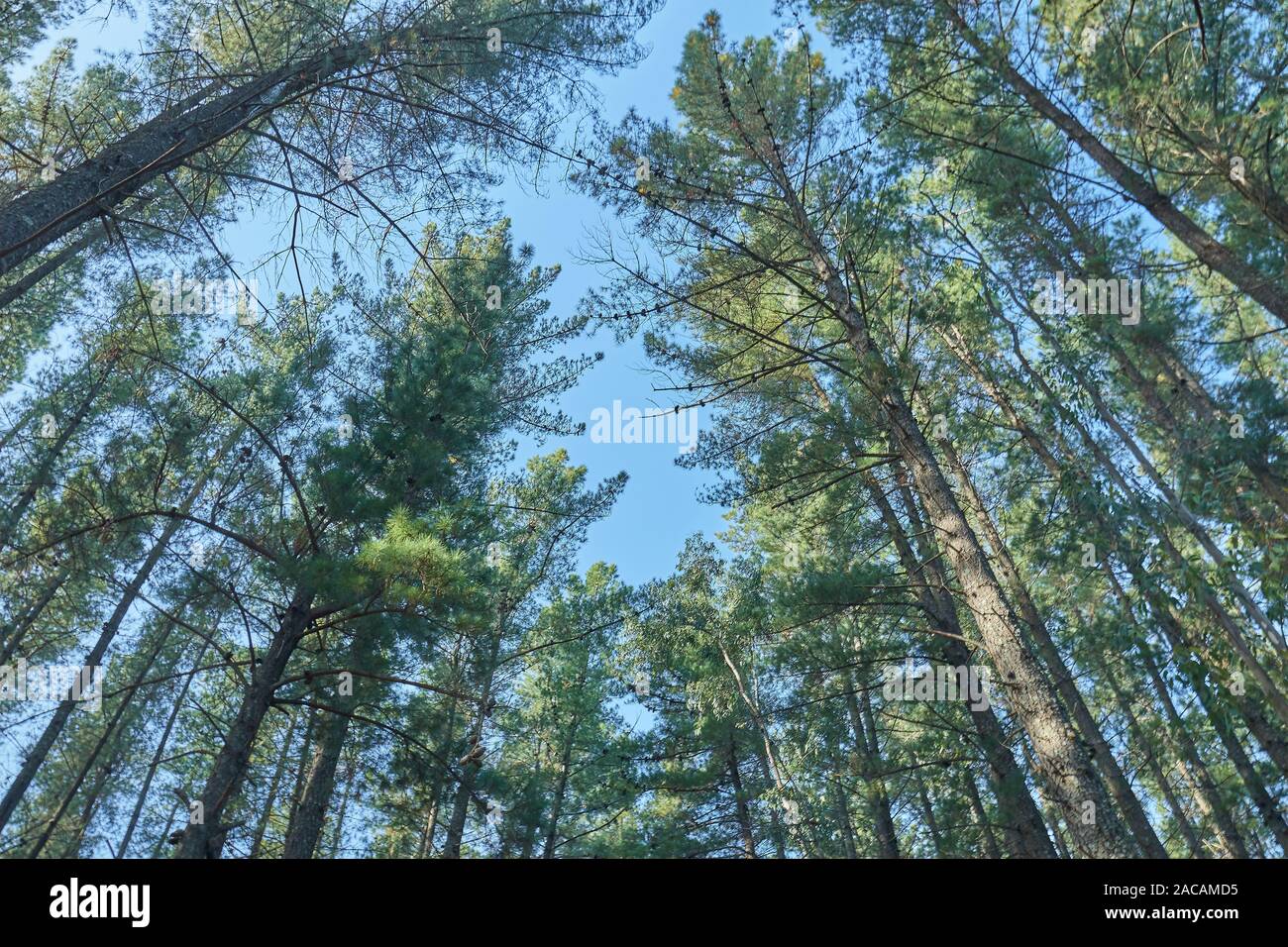 Big pines hi-res stock photography and images - Alamy