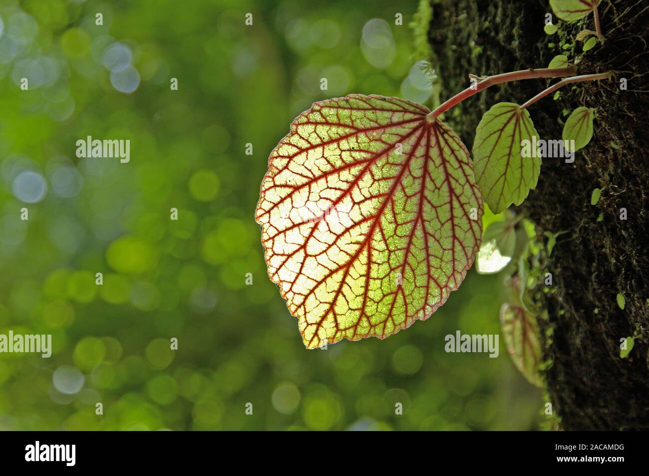 lonely leaf in the jungle Stock Photo - Alamy