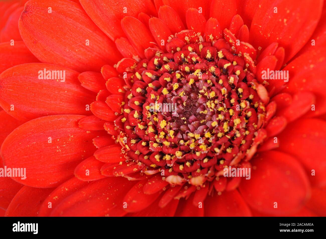 Miniature gerbera hi-res stock photography and images - Alamy