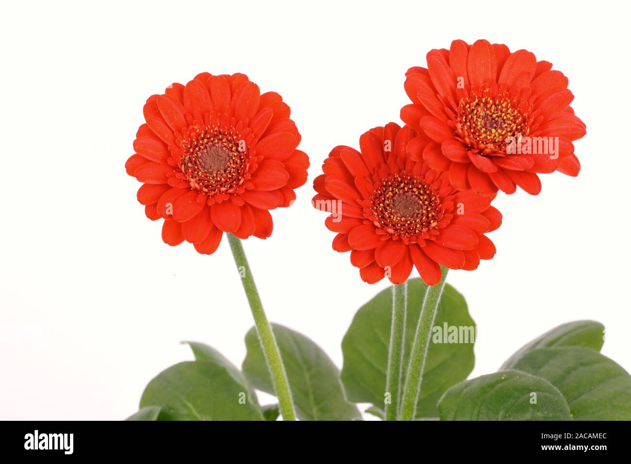 Miniature gerbera hi-res stock photography and images - Alamy