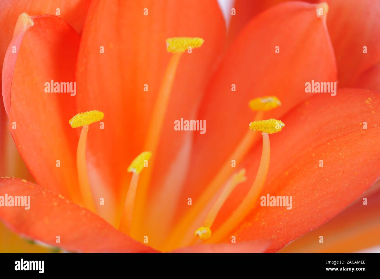 Clivia flower (Clivia miniata Stock Photo - Alamy