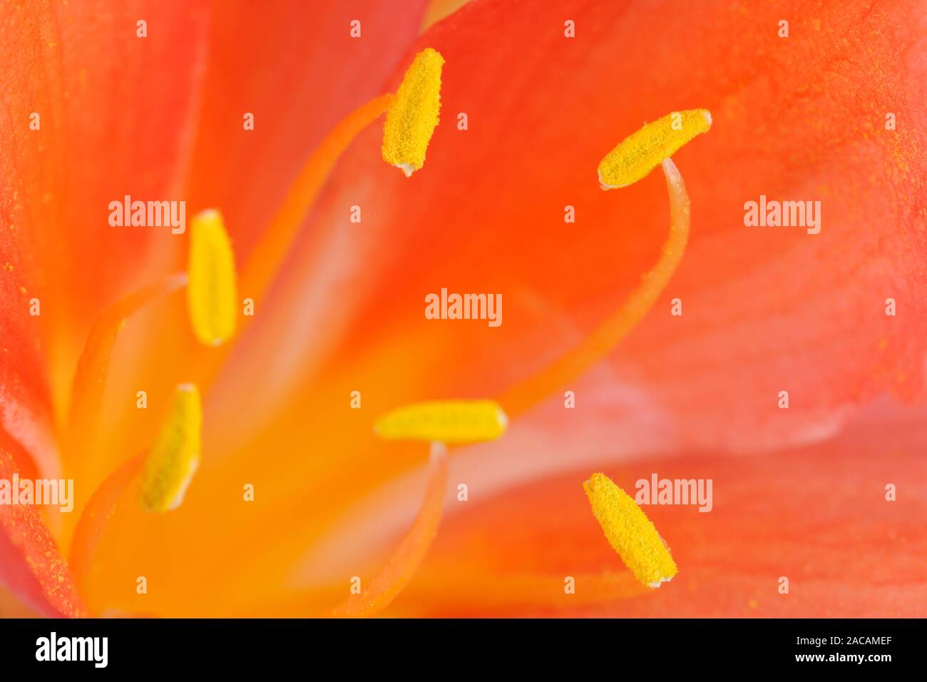 Clivia flower (Clivia miniata Stock Photo - Alamy