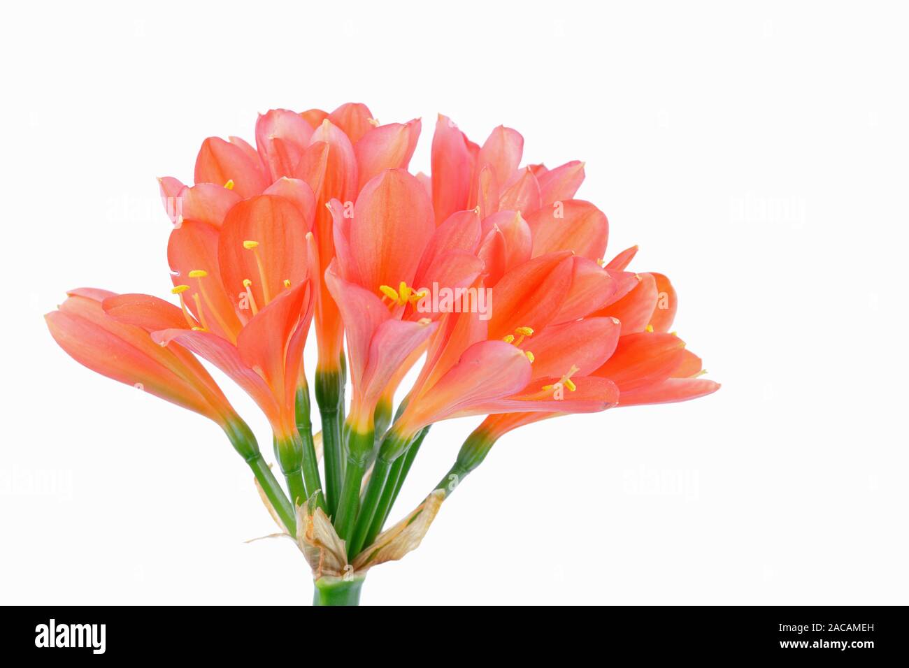 Clivia Cut Out Stock Images & Pictures - Alamy