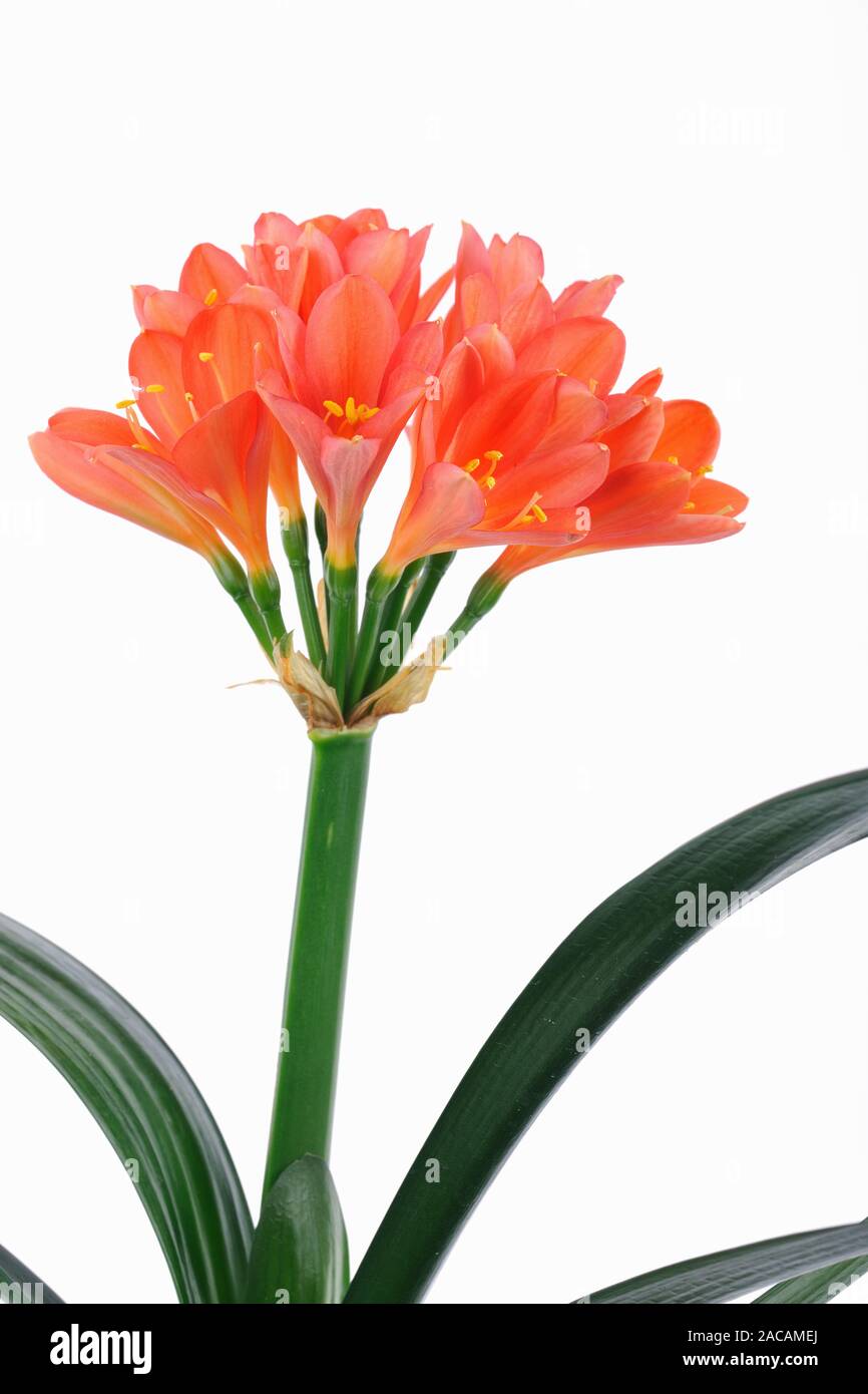 Clivia flower (Clivia miniata Stock Photo - Alamy