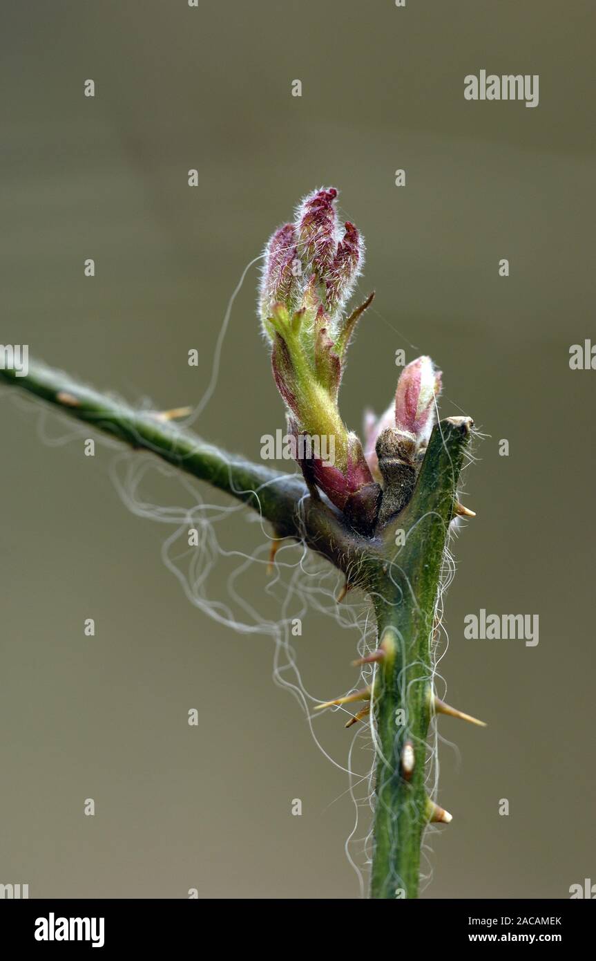 Sprout of wild blackberries Rubus fruticosus Stock Photo - Alamy