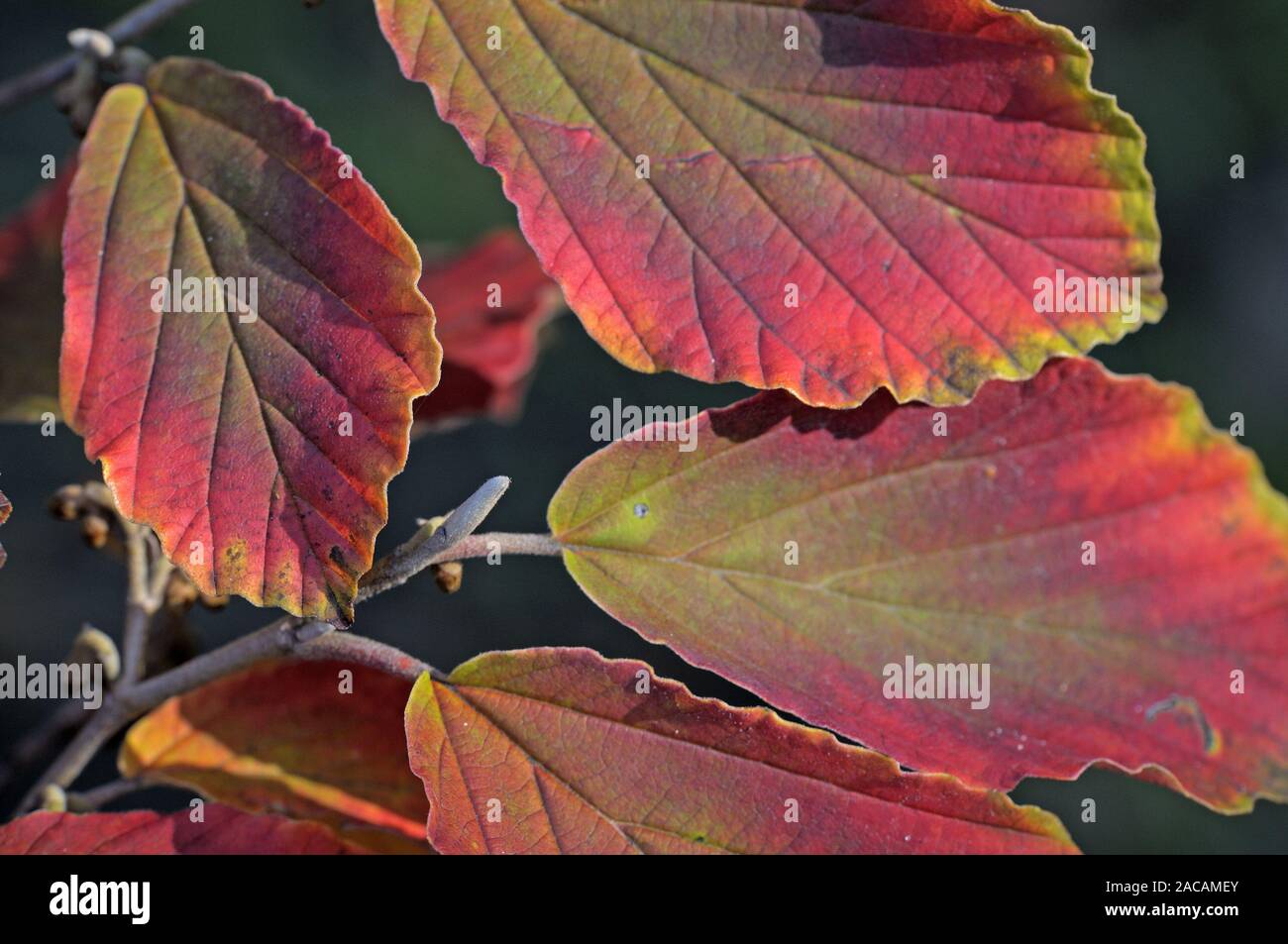 witch hazel leaf (Hamamelis spec.), autumnal discoloured Stock Photo ...