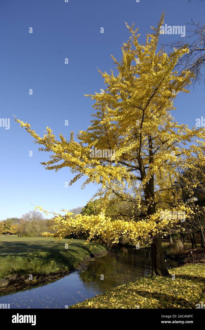Autumn Ginkgo tree (Ginkgo biloba Stock Photo - Alamy