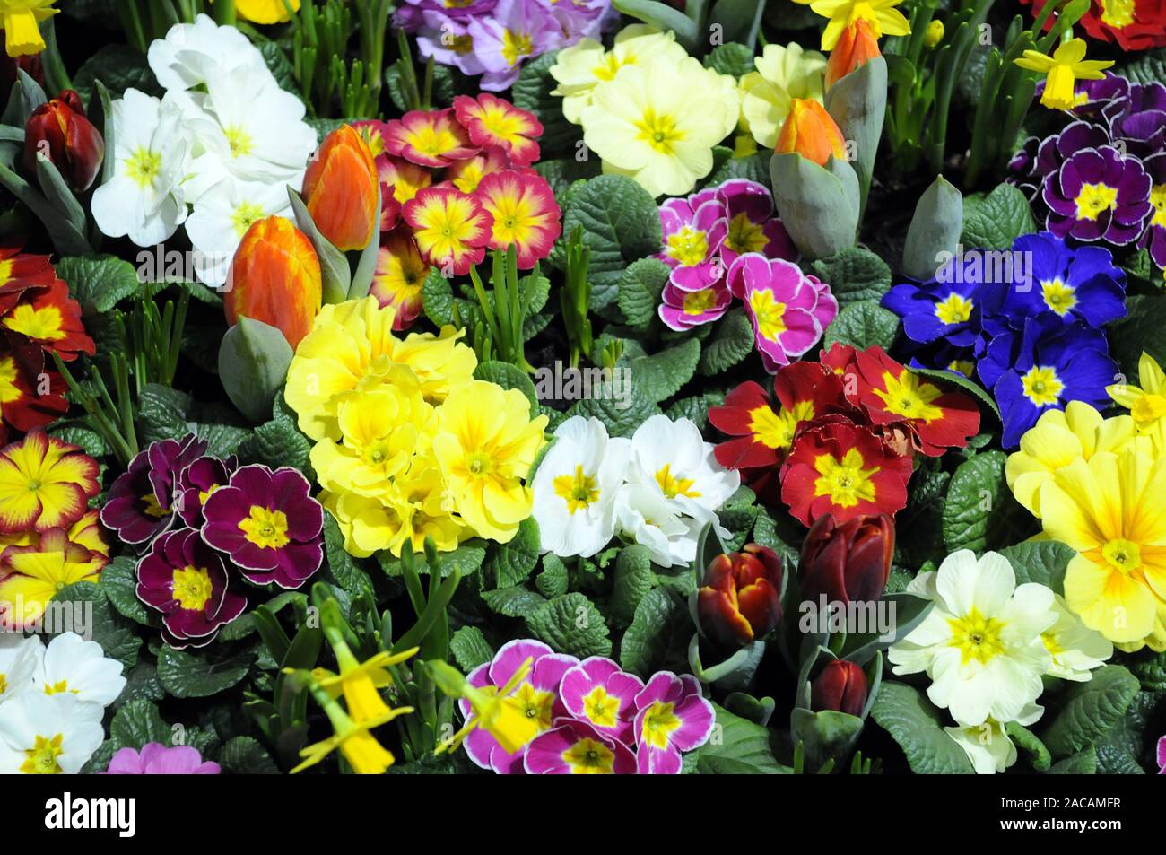 spring flower mix Stock Photo - Alamy