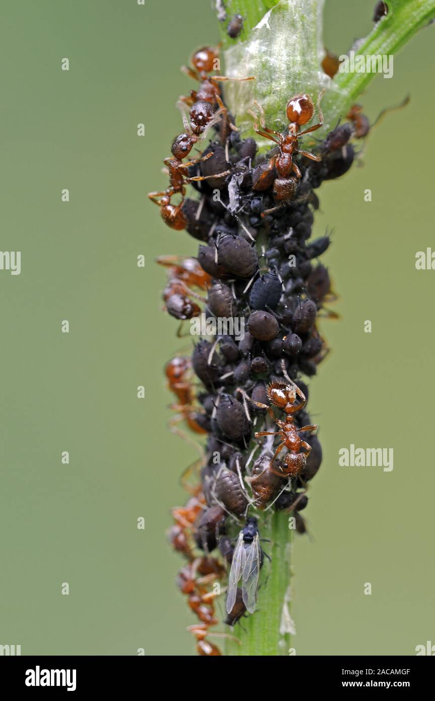 Aphids (Aphidoidea) are milked by ants (Formidicae Stock Photo - Alamy