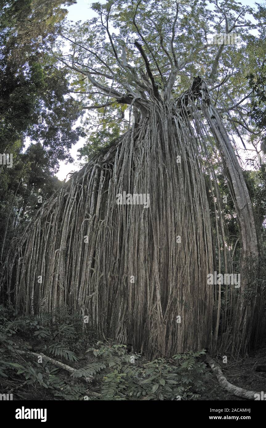 extremely grown strangler fig, Ficus macrophylla destruens, Curtain Fig ...