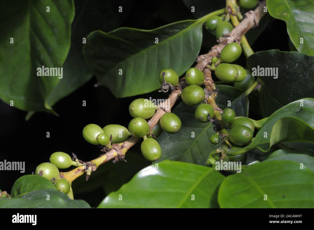 Coffea arabica tree hi-res stock photography and images - Alamy