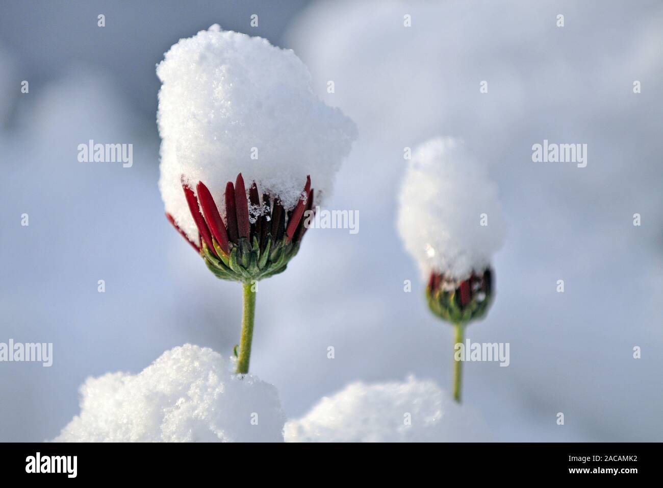 Daisy in snow hi-res stock photography and images - Alamy