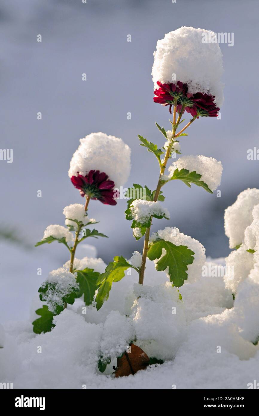 snow-covered daisy in the back light Stock Photo - Alamy