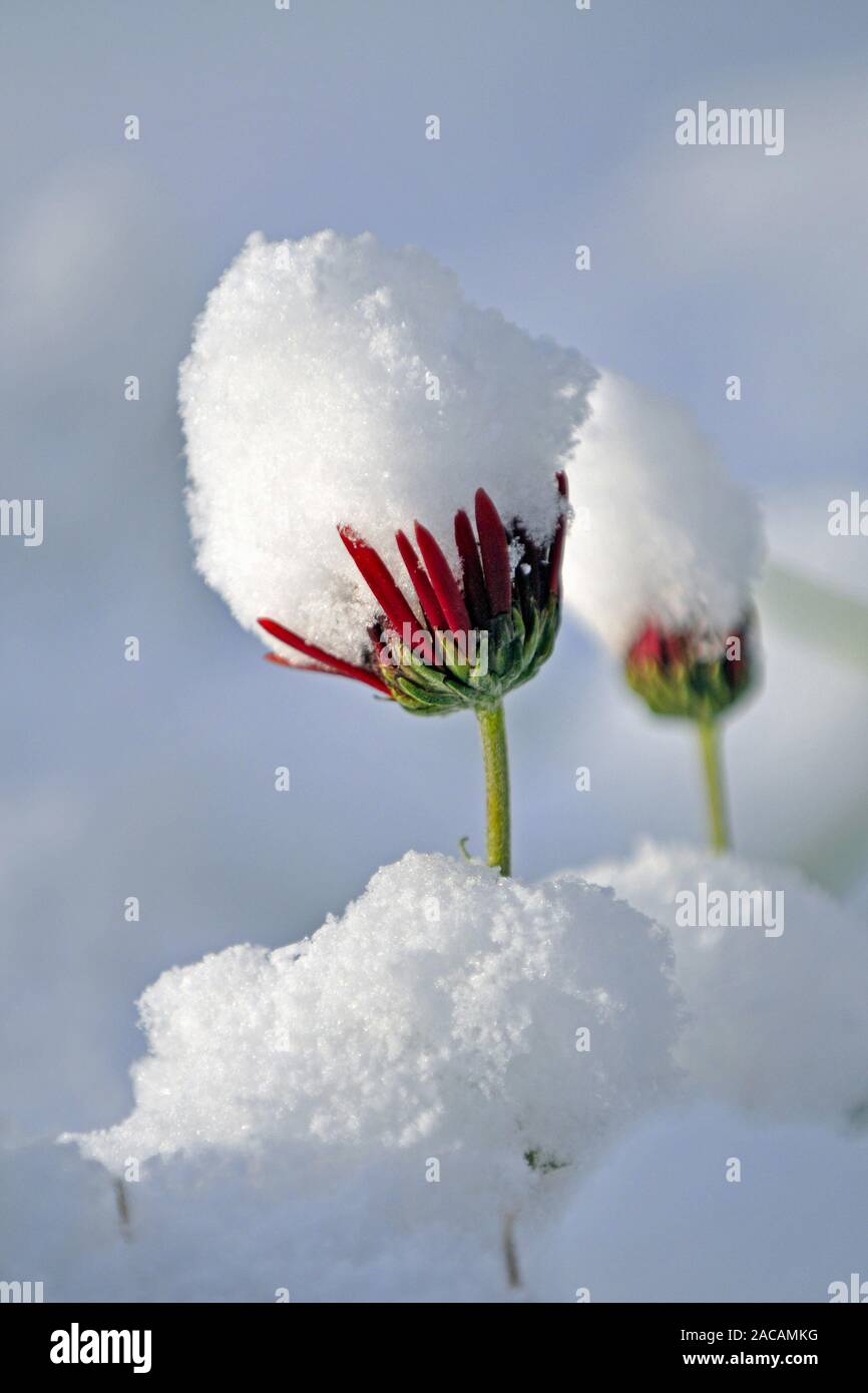 Daisy in snow hi-res stock photography and images - Alamy