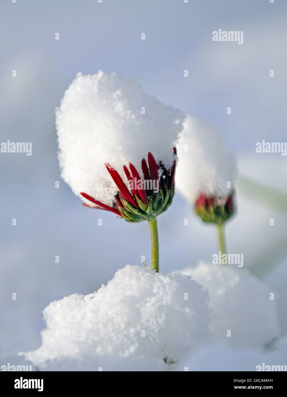 snow-covered daisy in the back light Stock Photo - Alamy