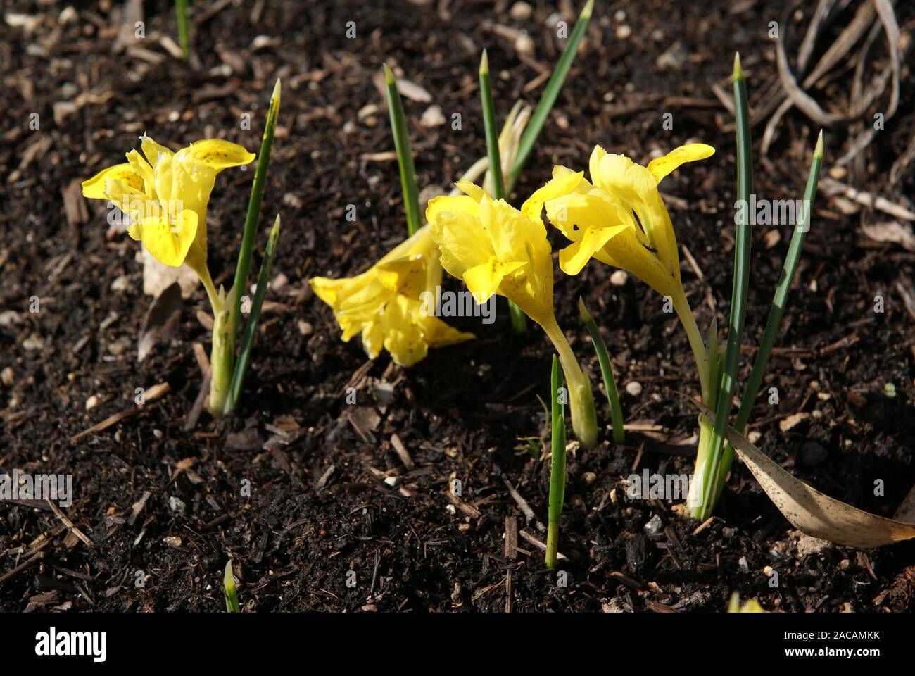 Danford hi-res stock photography and images - Alamy