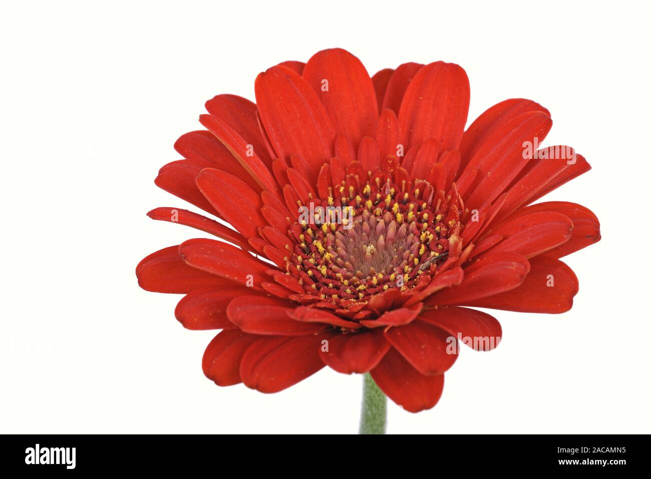 Miniature gerbera Cut Out Stock Images & Pictures - Alamy