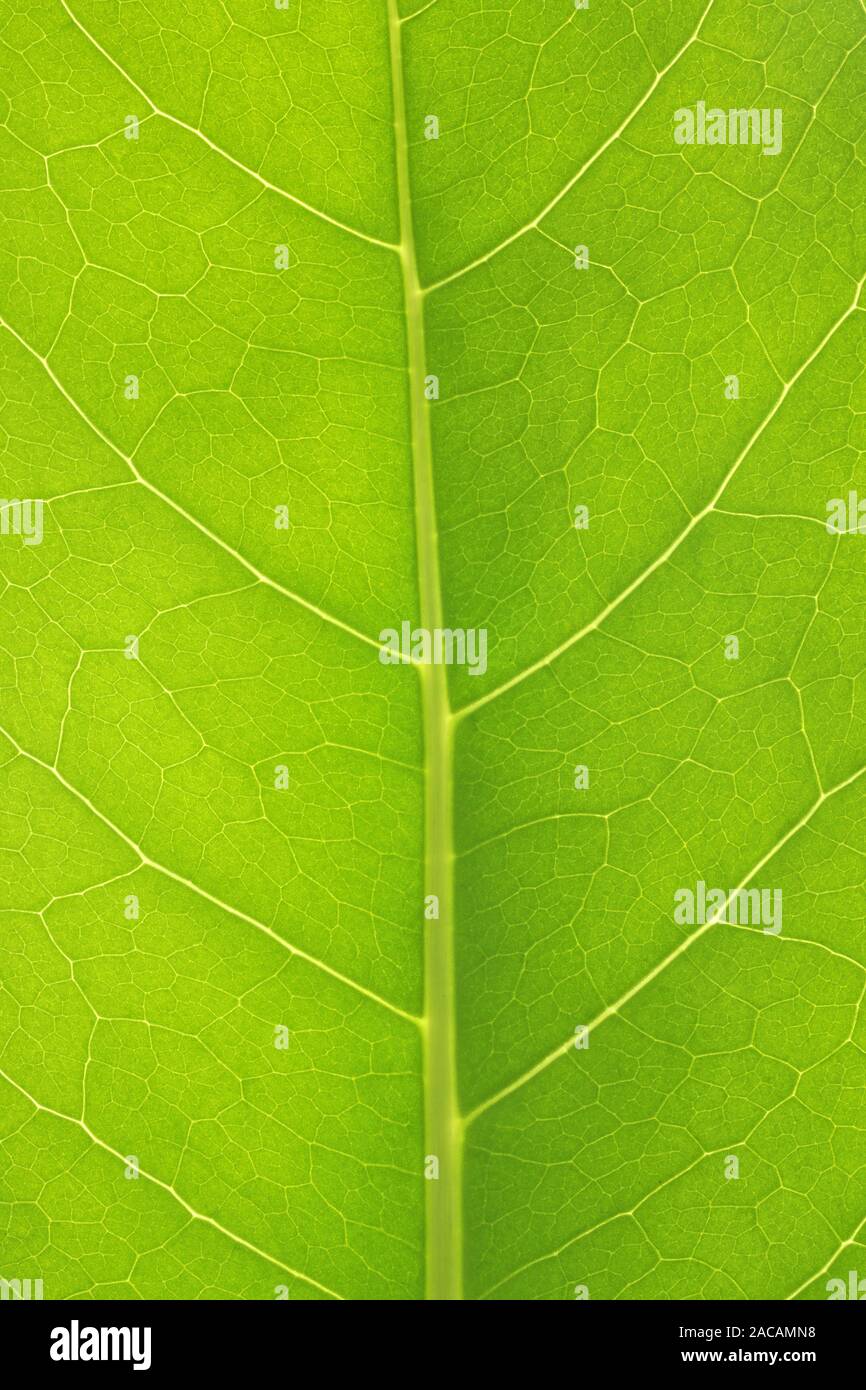 Structure of a leaf, leaf structure Stock Photo - Alamy