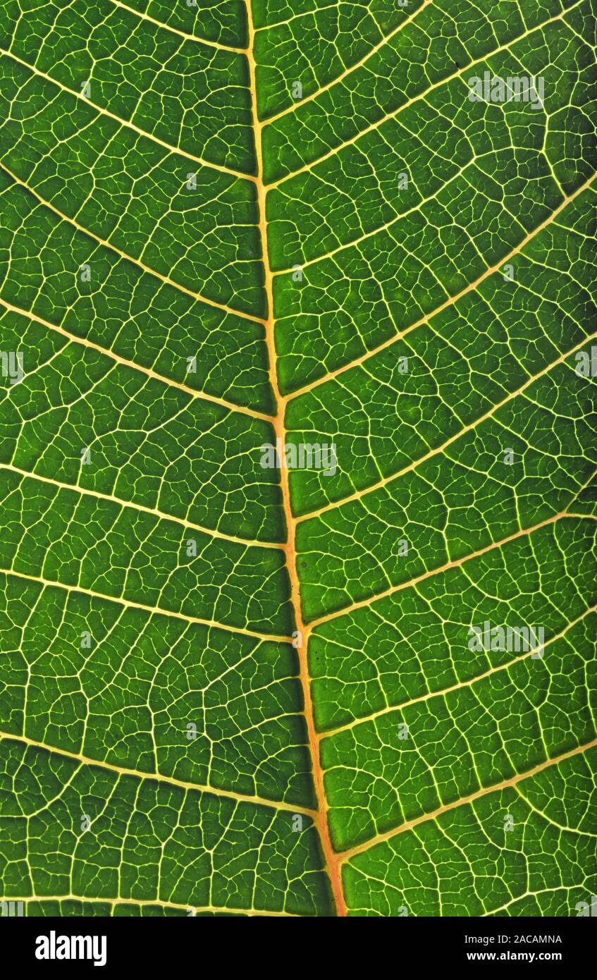 Structure of a leaf, leaf structure Stock Photo - Alamy