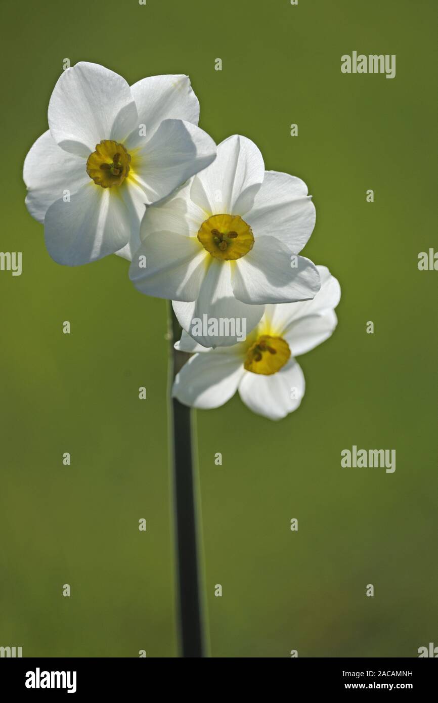 daffodil, daffodil, narcissus, against the light Stock Photo - Alamy