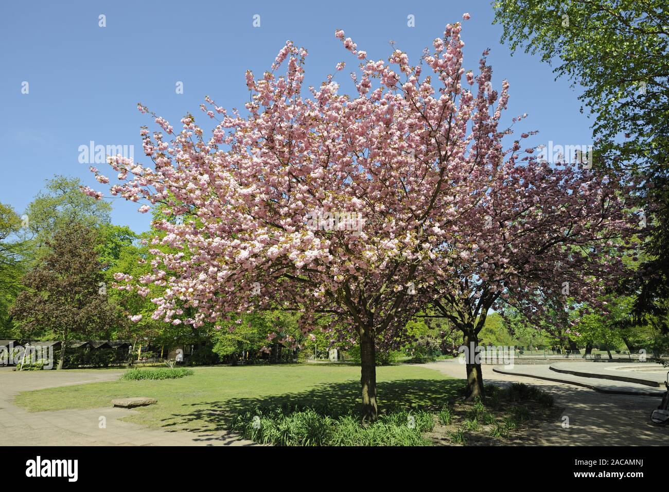 Japanese carnation cherry , Prunus serrulata , in full bloom Stock ...
