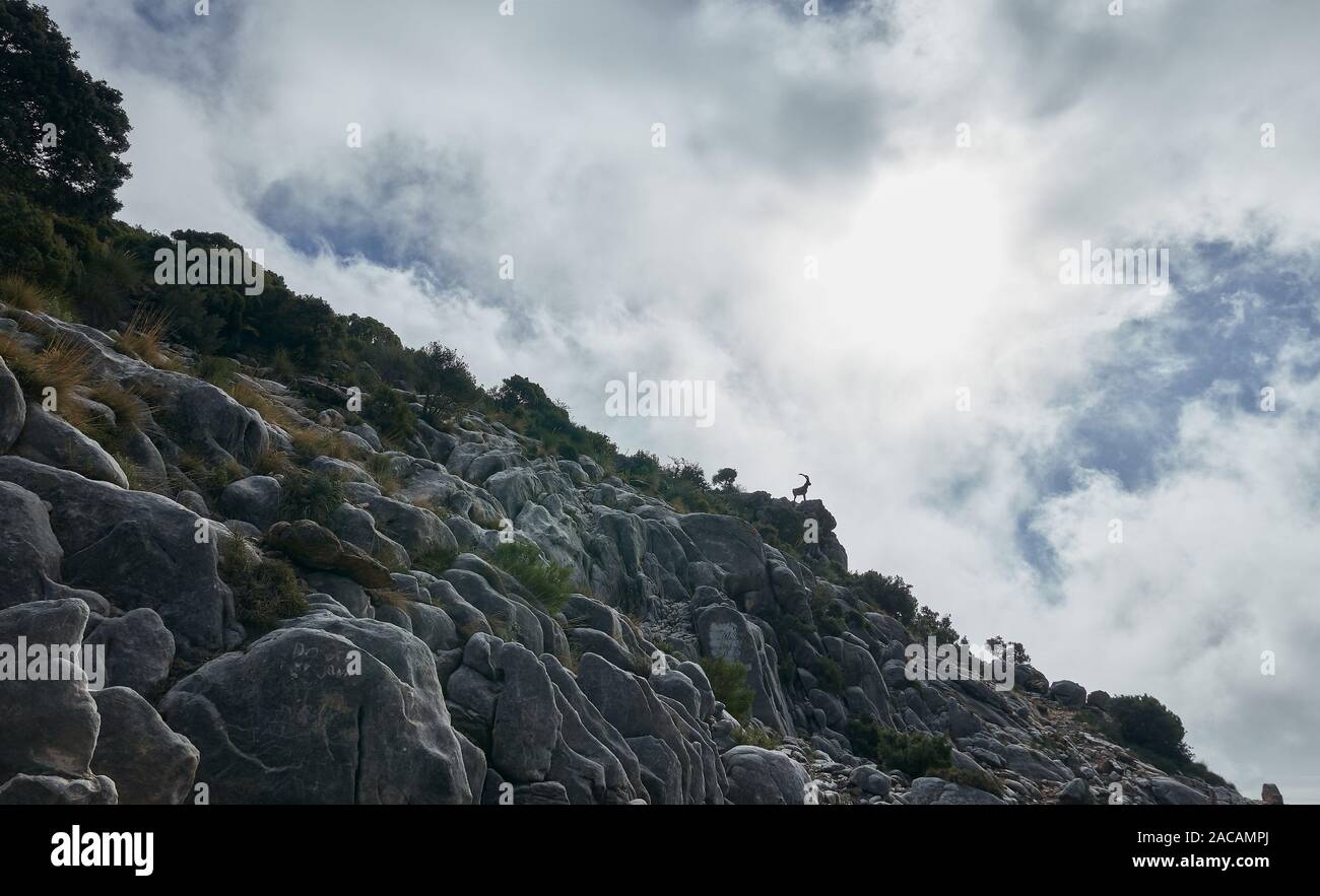 mountain goat in Juanar mountain Stock Photo - Alamy