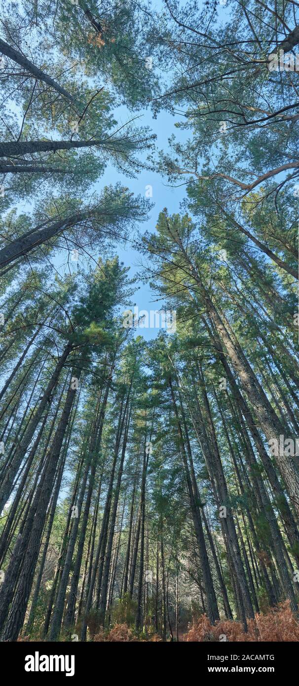 Big leaf pine hi-res stock photography and images - Alamy