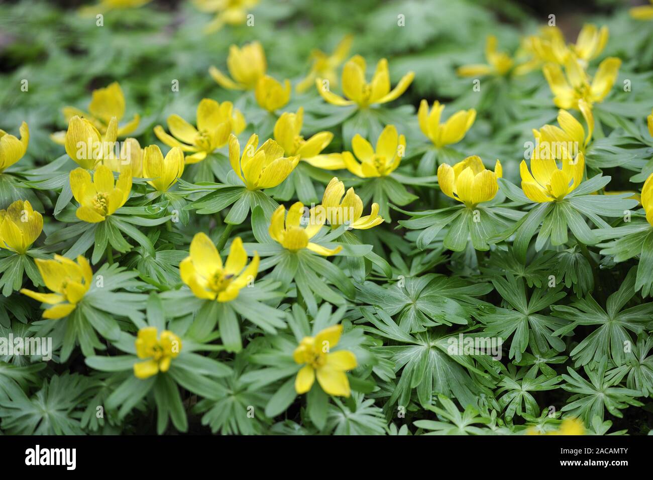 Common lesser celandine, Ranunculus ficaria Stock Photo - Alamy