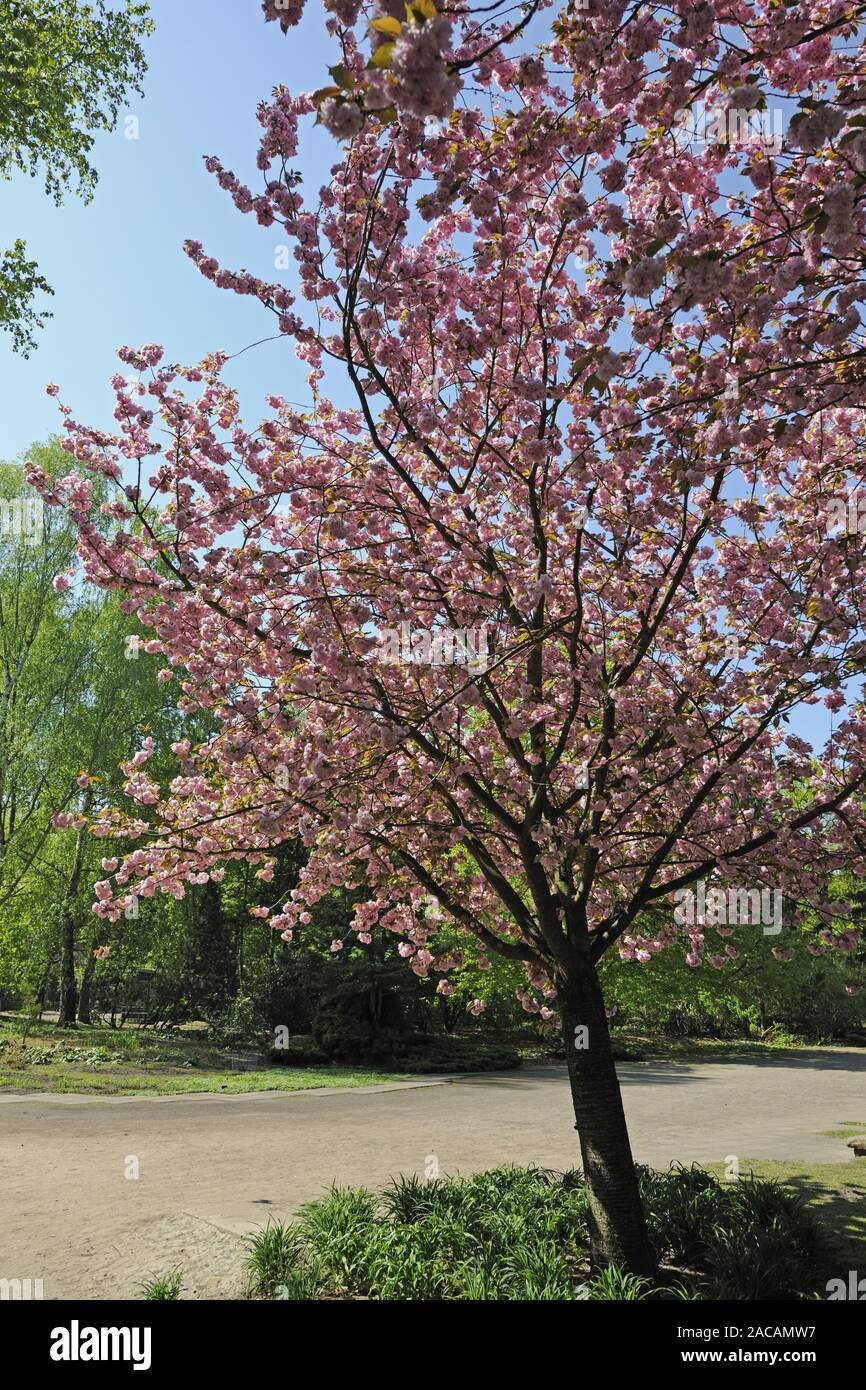 Japanese carnation cherry , Prunus serrulata , in full bloom Stock ...
