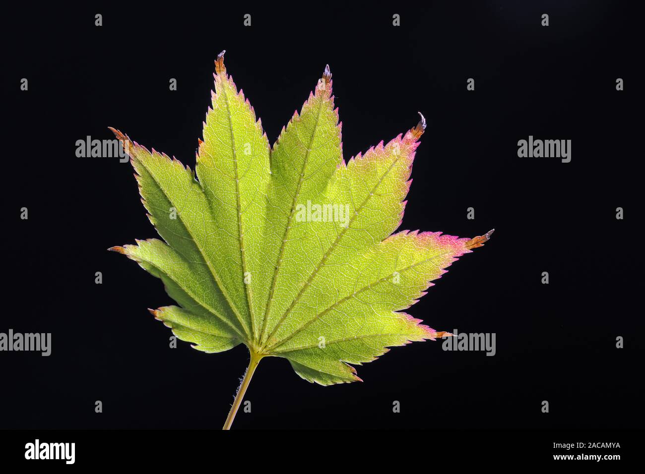 Japanese maple leaf, Acer japonicum, backlit Stock Photo - Alamy