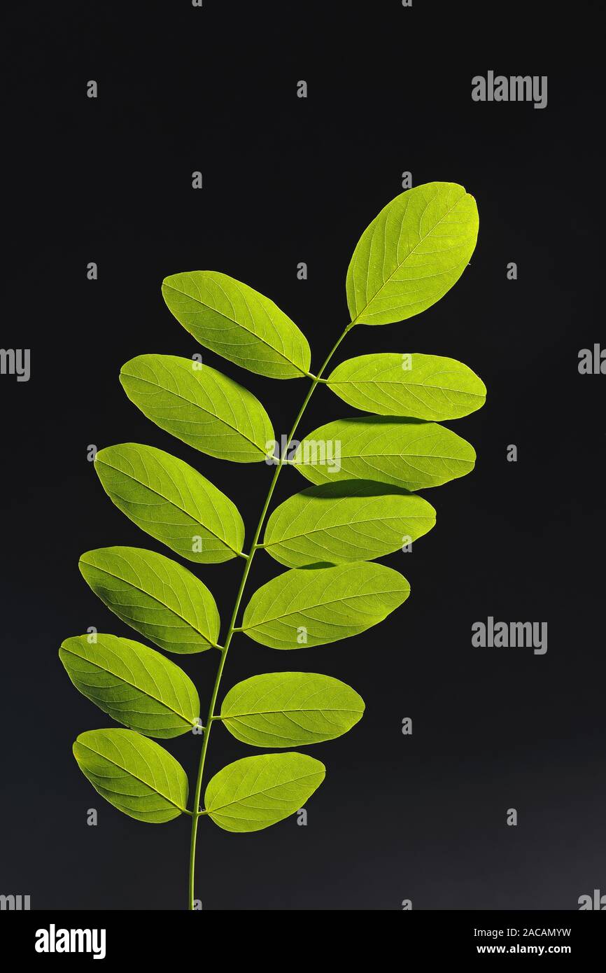 leaf of the Robinia , Robinia pseudoacacia, in back light Stock Photo ...