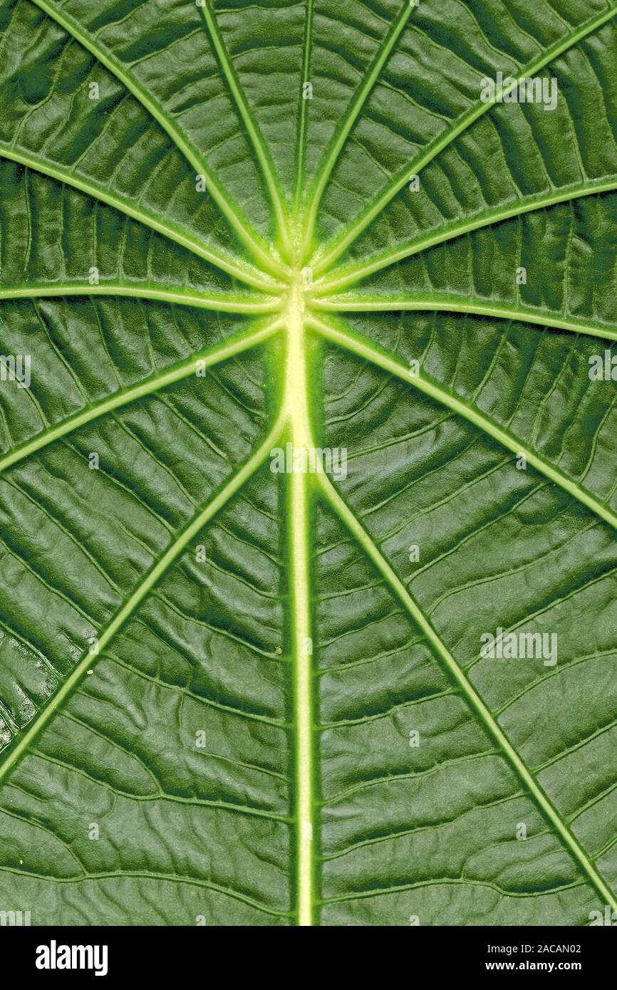 Leaf structure of Pothomorphe peltata, South America Stock Photo - Alamy