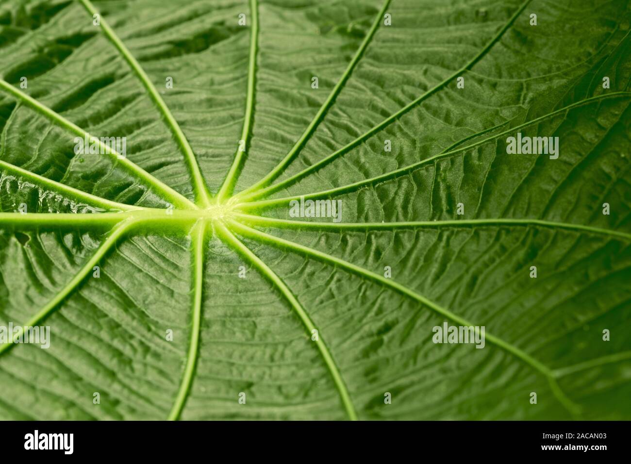 Leaf structure of Pothomorphe peltata, South America Stock Photo - Alamy