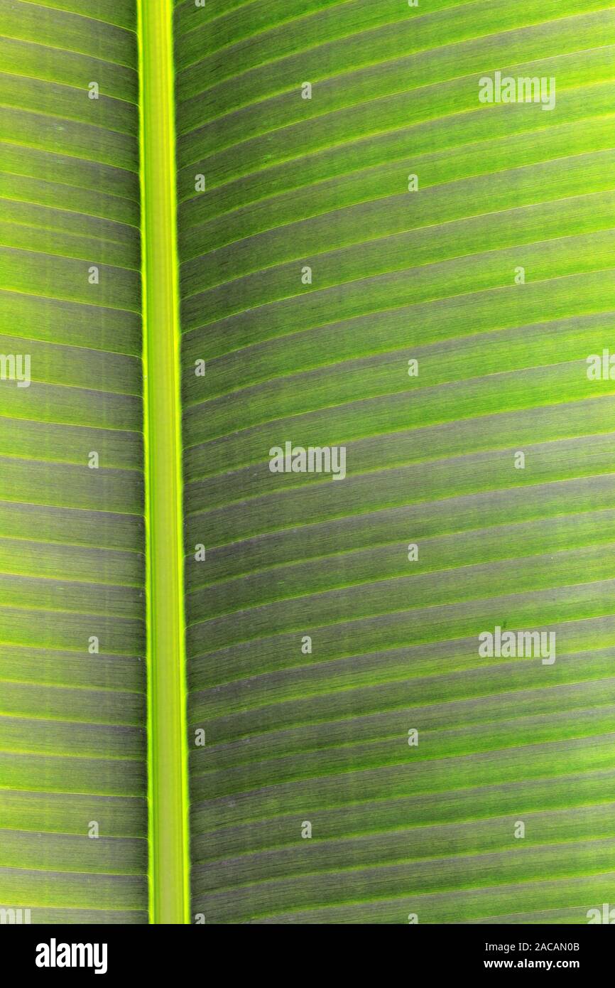Leaf structure of the leaf of a banana plant, Musa spec. in back light ...