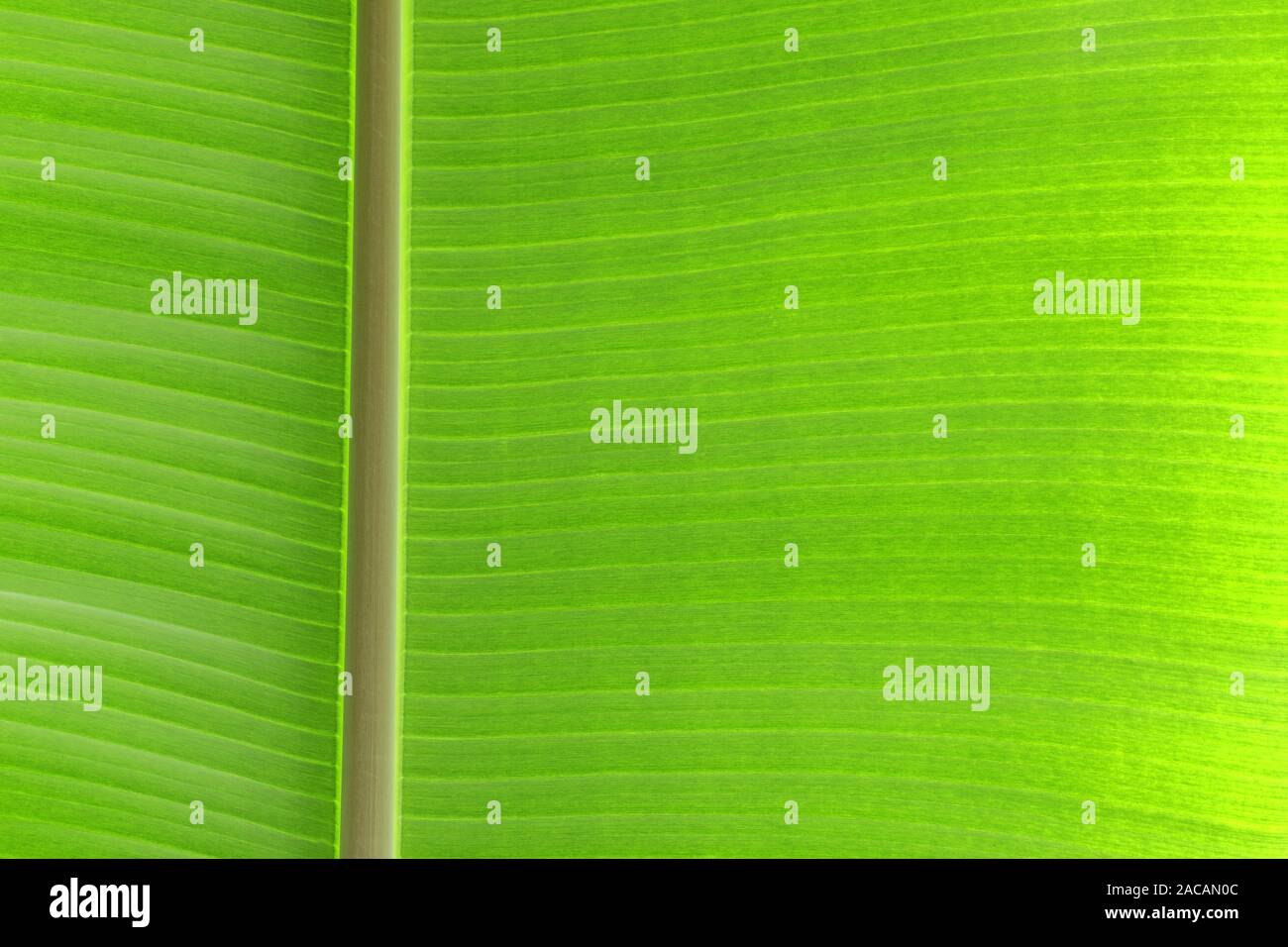 Leaf structure of the leaf of a banana plant, Musa spec. in back light ...