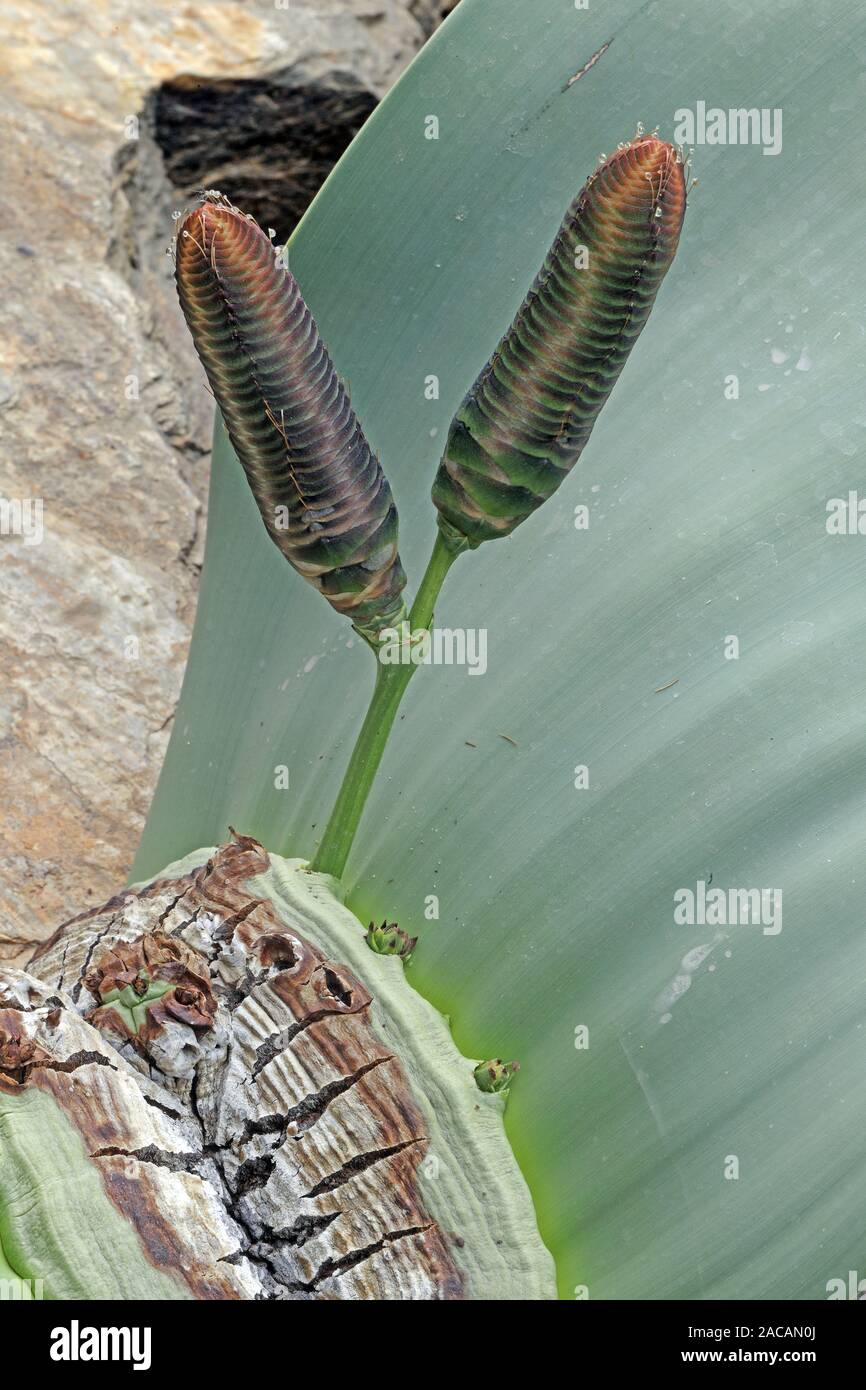 female flower stalls, Welwitschie , Welwitschia mirabilis subspecies ...