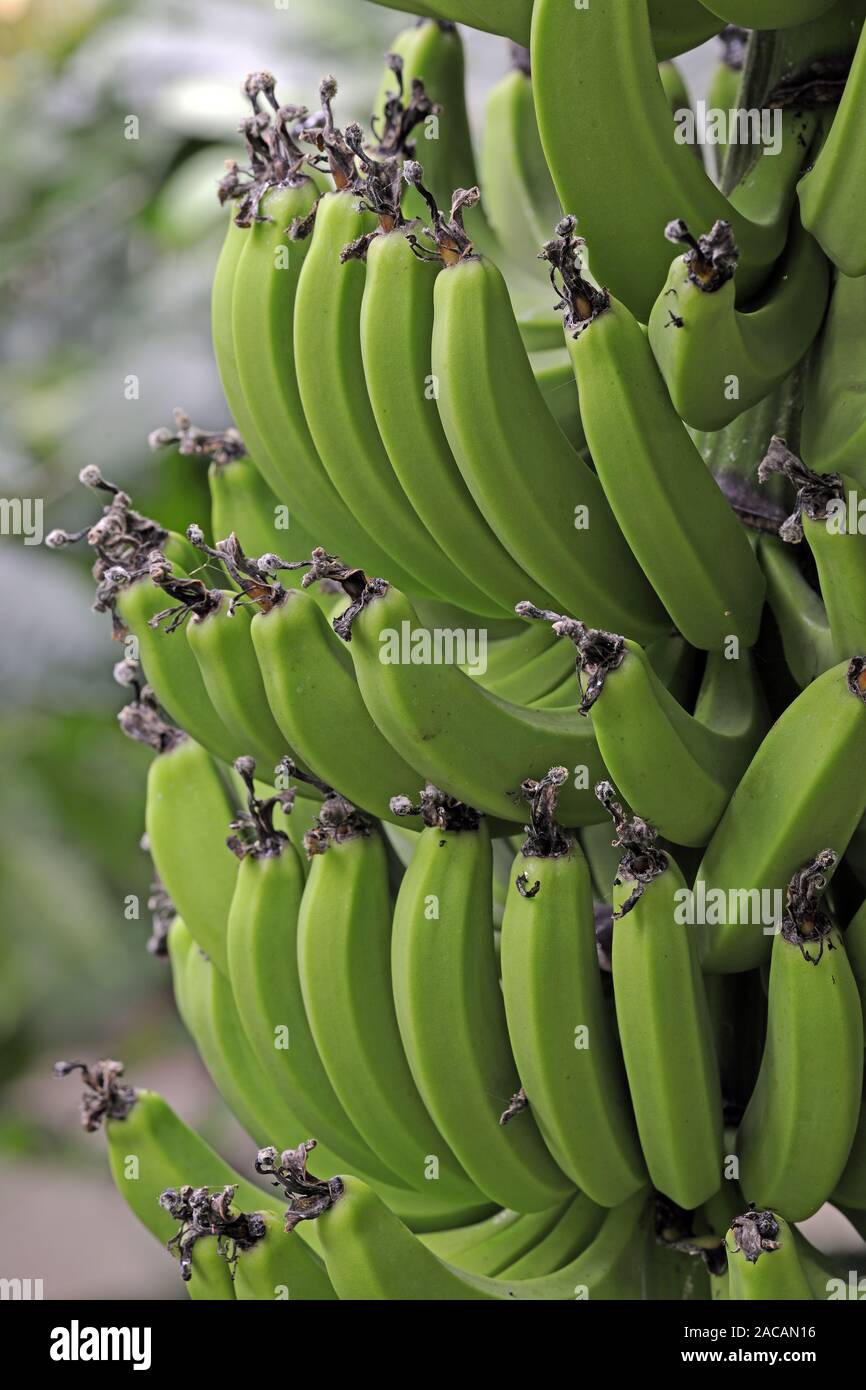 Bananas, Musa spec., growing in perennials on banana tree Stock Photo ...