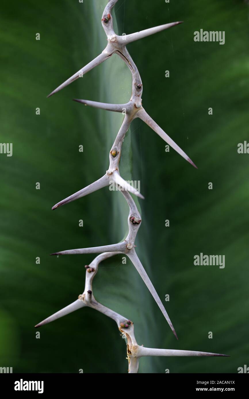 Spines of a cactus hi-res stock photography and images - Alamy