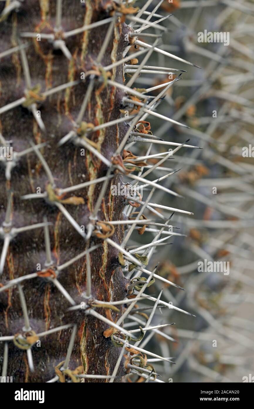 trunk and spines of Madagascar palm, pachypodium lamerei, Africa ...