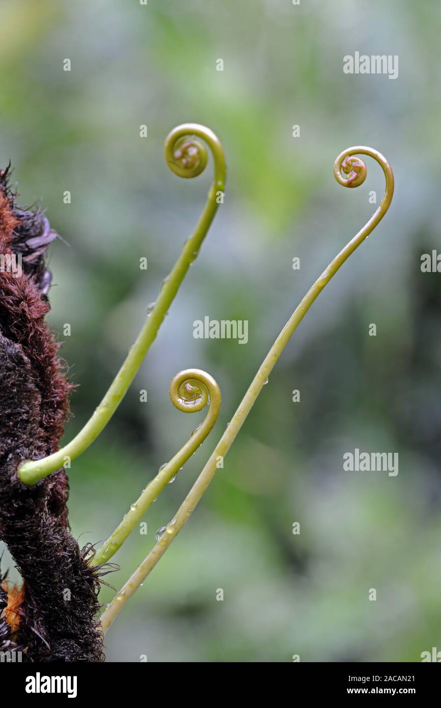 Fern shoots hi-res stock photography and images - Alamy