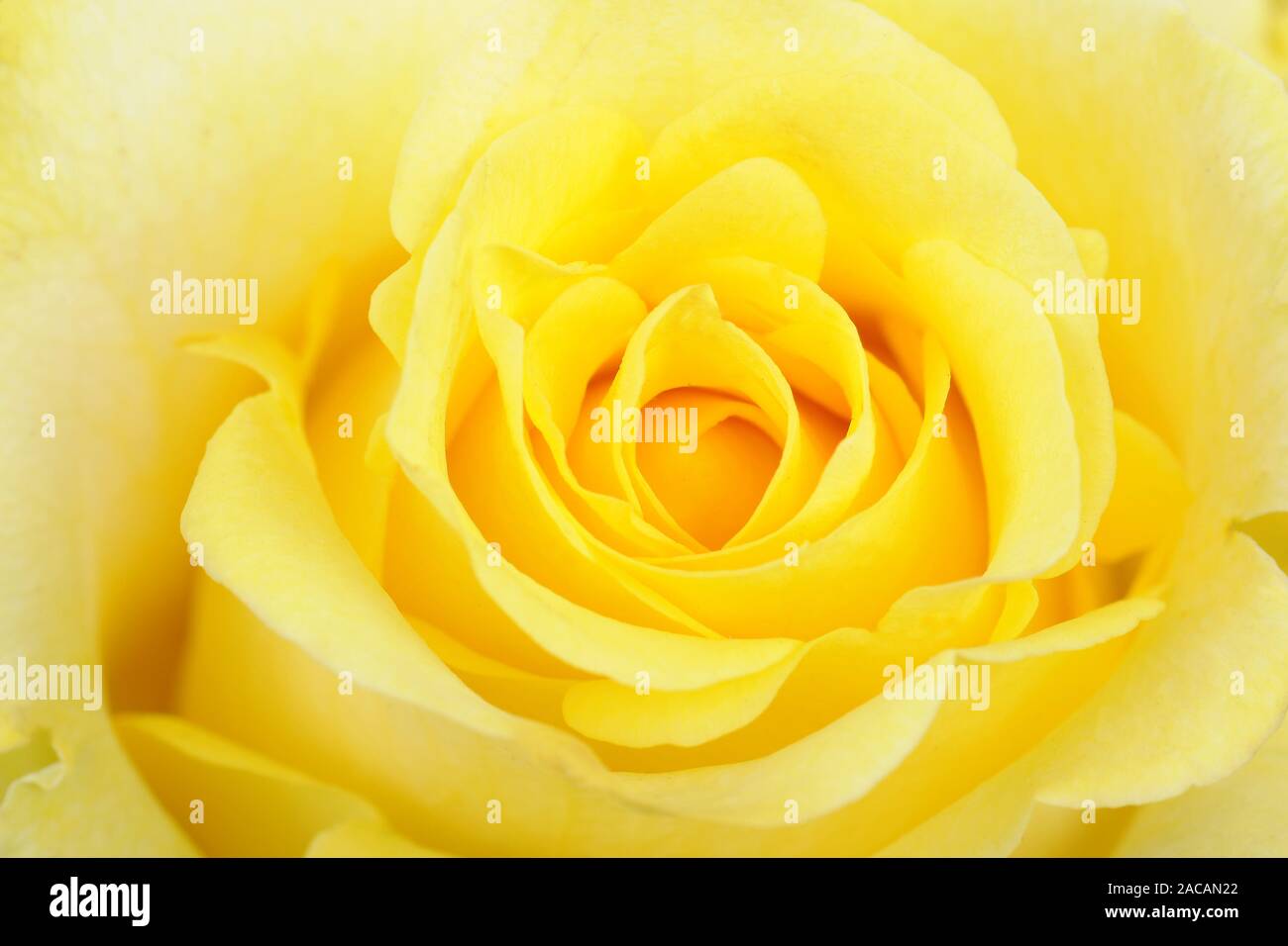 Detailed rose hi-res stock photography and images - Alamy